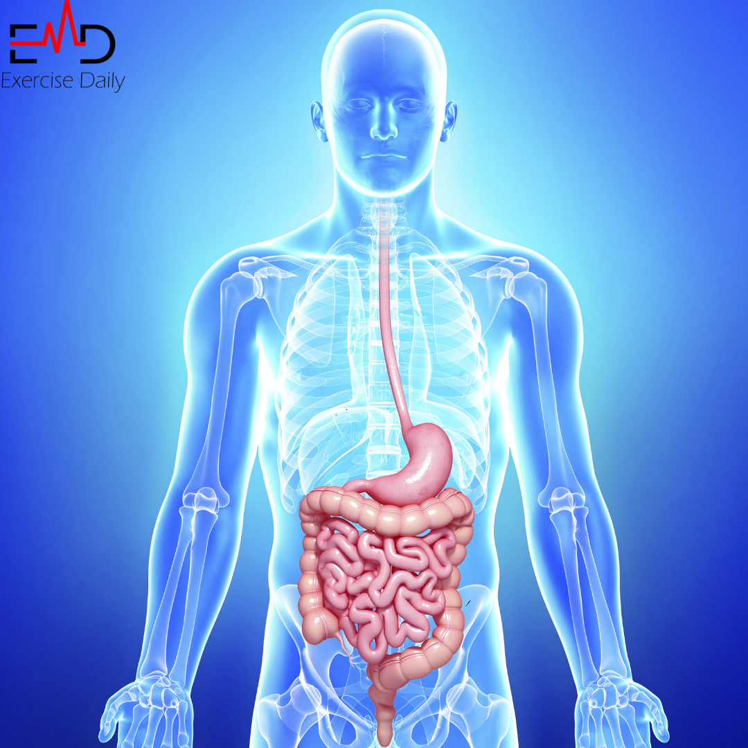 Kids Digestion System Animation